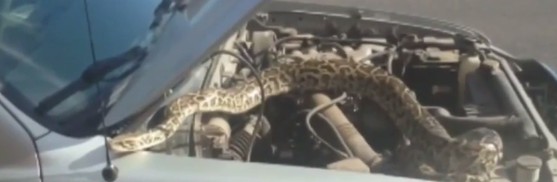 Good Samaritan Helps Woman Finds 20lb Python Under The Hood Neogaf